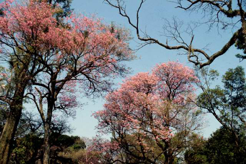 Portal Guaraní - FLORA DEL PARAGUAY - Fotografías de CARLOS BITTAR ...