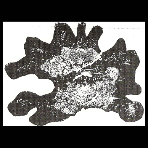 Portal Guaraní - Sin Título - Obra de Edith Jiménez - Edith Jiménez (+)