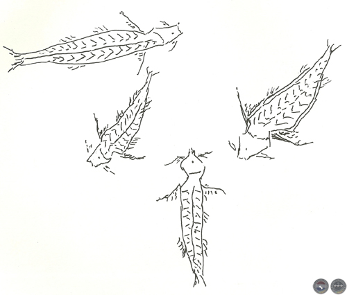 Portal Guaraní - COSMOGRAFÍA CHAMACOCO / COSMOGRAPHY CHAMACOCO - Texto ...