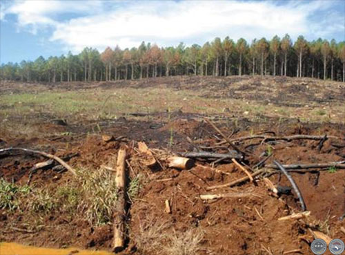 Portal Guaraní - MANEJO FORESTAL, HERRAMIENTA DE PRODUCCIÓN CONTINUA ...