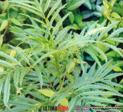 Portal Guaraní - SUICO - Obra de Investigación: Prof. Dr. HERNÁN CANDIA ...