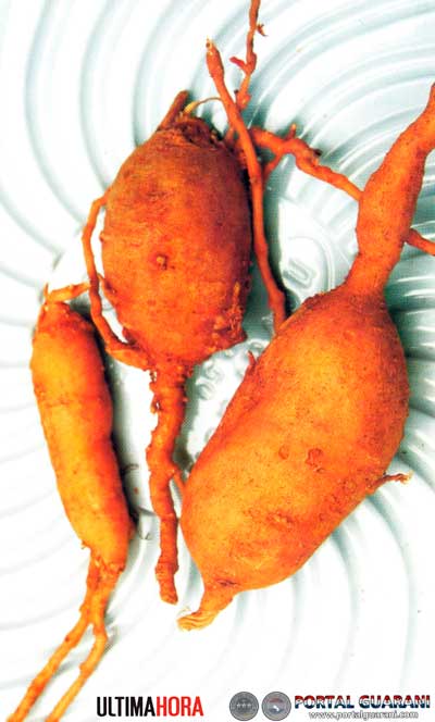 Portal Guaraní - BATATILLA - Obra de Investigación: Prof. Dr. HERNÁN ...