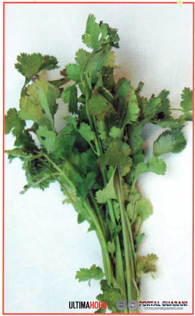 Portal Guaraní - HERNÁN CANDIA ROMÁN - CILANTRO O KARATU - Obra de ...