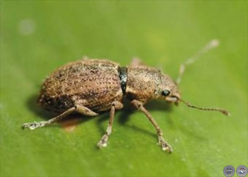 Portal Guaraní - PRINCIPALES PATÓGENOS Y PLAGAS QUE AFECTAN LA SEMILLA ...