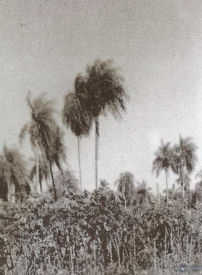 Portal Guaraní - SALVAGUARDANDO LAS JERGAS, 2003 - EN BENILOMA ...