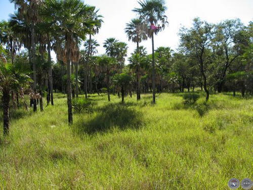 Portal Guaraní - INFORMACIÓN GENERAL SOBRE LAS ÁREAS SILVESTRES ...