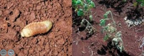 Portal Guaraní - MANEJO DE PLAGAS TEMPRANERAS EN SOJA - Ing. Agrónoma ...